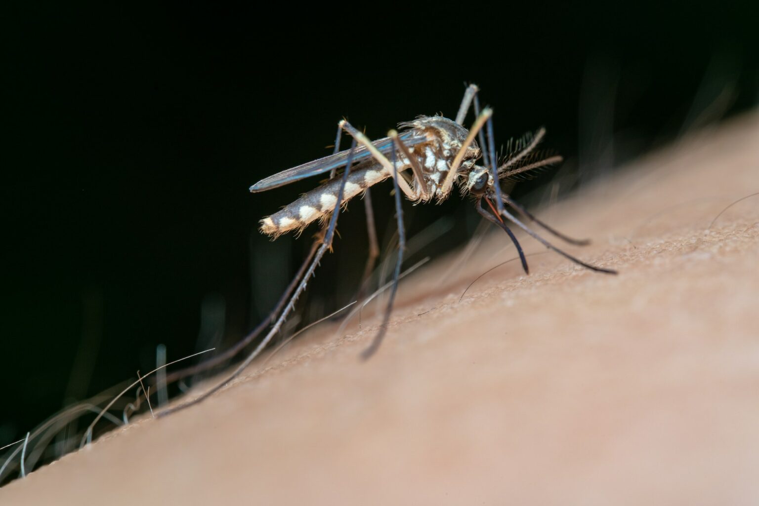 Como prevenir a dengue: medidas simples para evitar a proliferação do ...