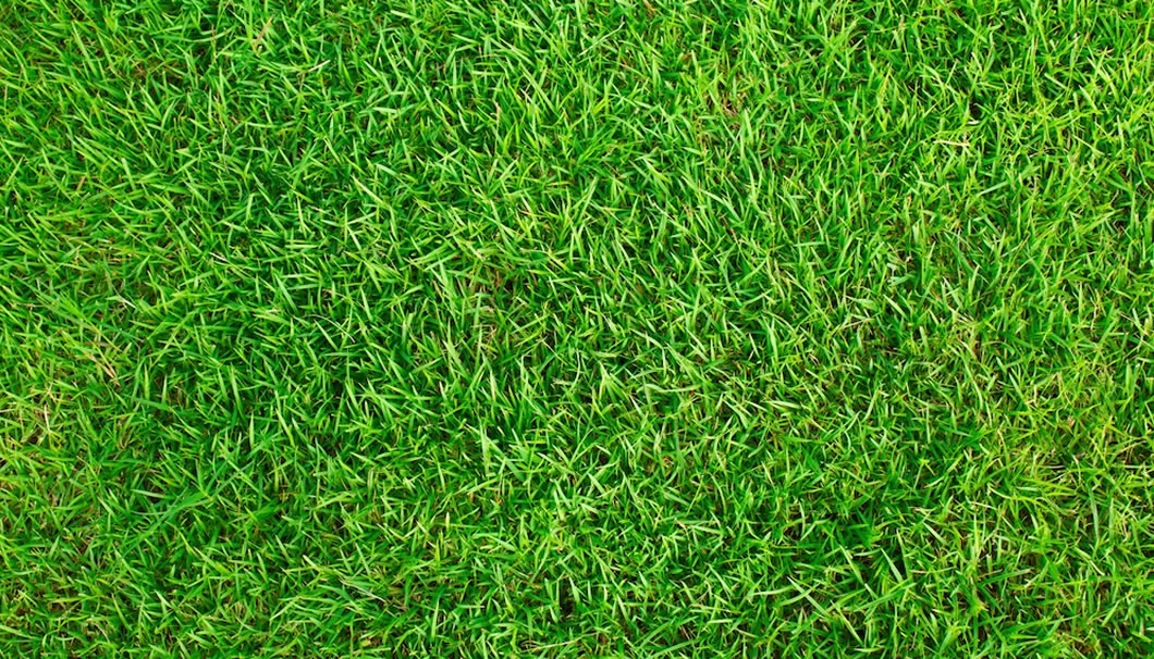 Grama Sintética vs. Grama Natural: Qual é a Melhor Opção para sua Casa?